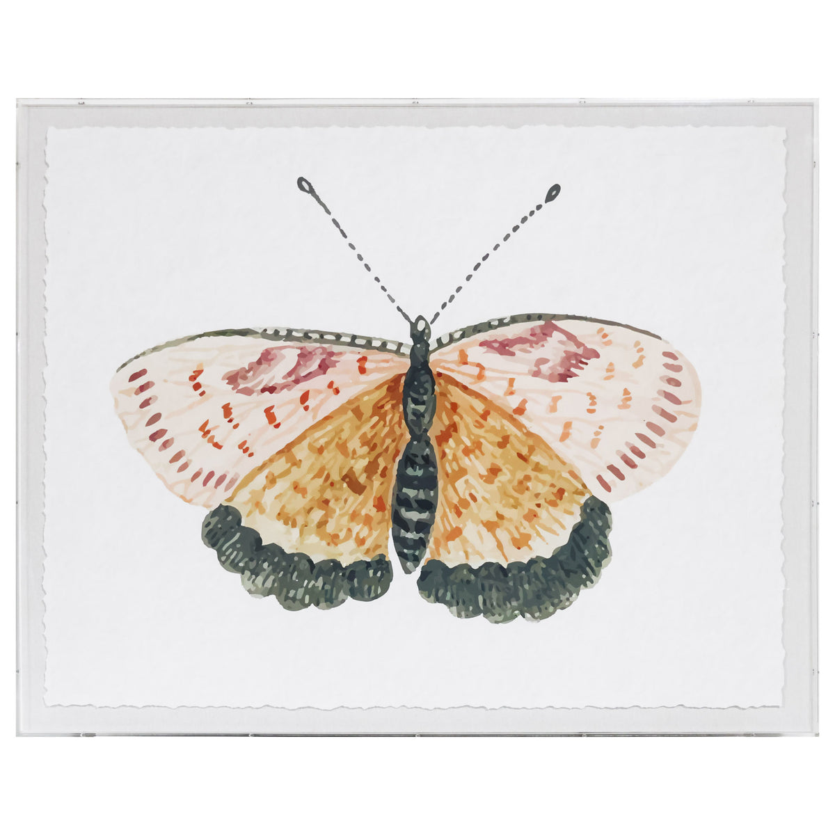 Titali | Watercolor Moth Artwork in Acrylic Shadowbox – Scout Design Studio