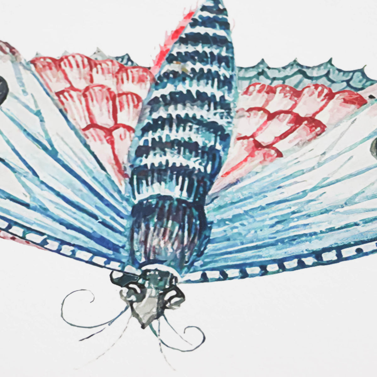 Titali in Acrylic - Aqua | Moth Artwork Acrylic Float Frame – Scout ...