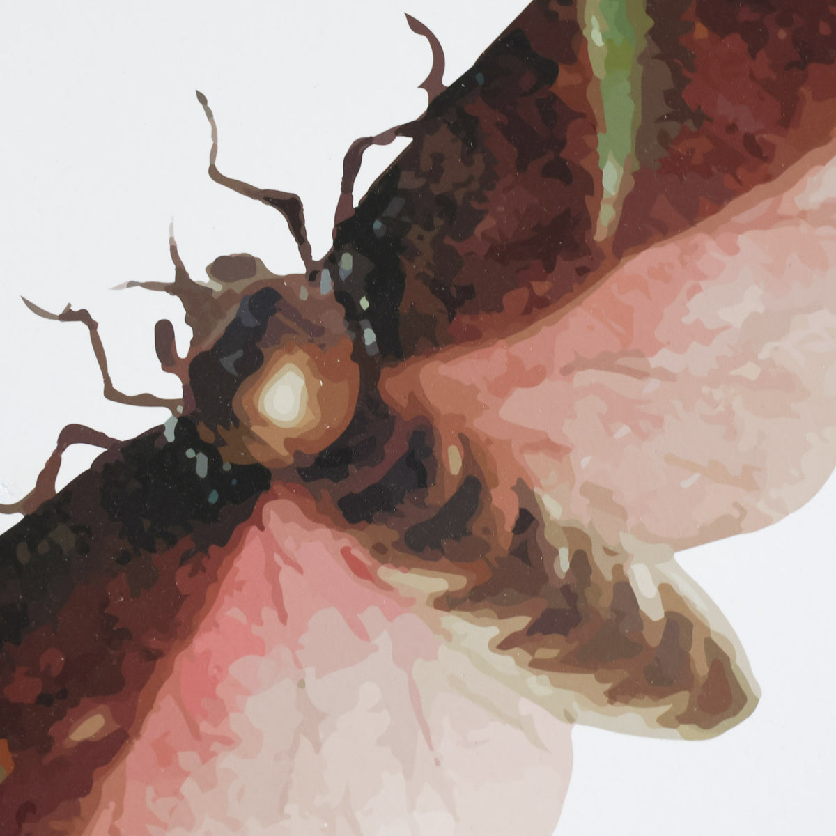 Titali in Acrylic - Chocolate | Moth Artwork Acrylic Float Frame ...