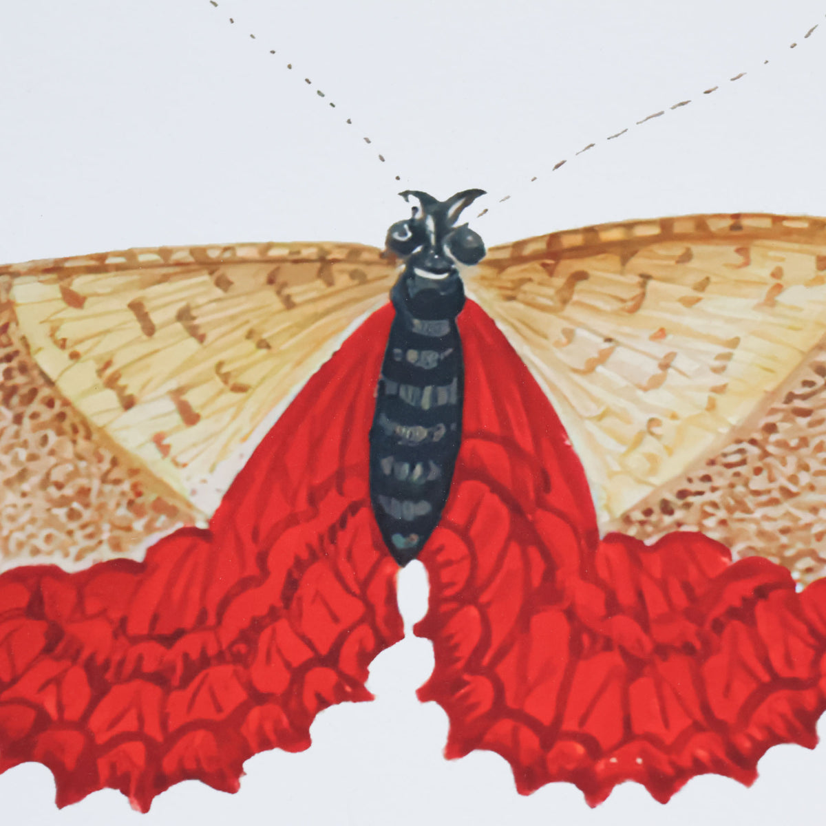 Titali in Acrylic - Persimmon | Moth Artwork Acrylic Float Frame ...
