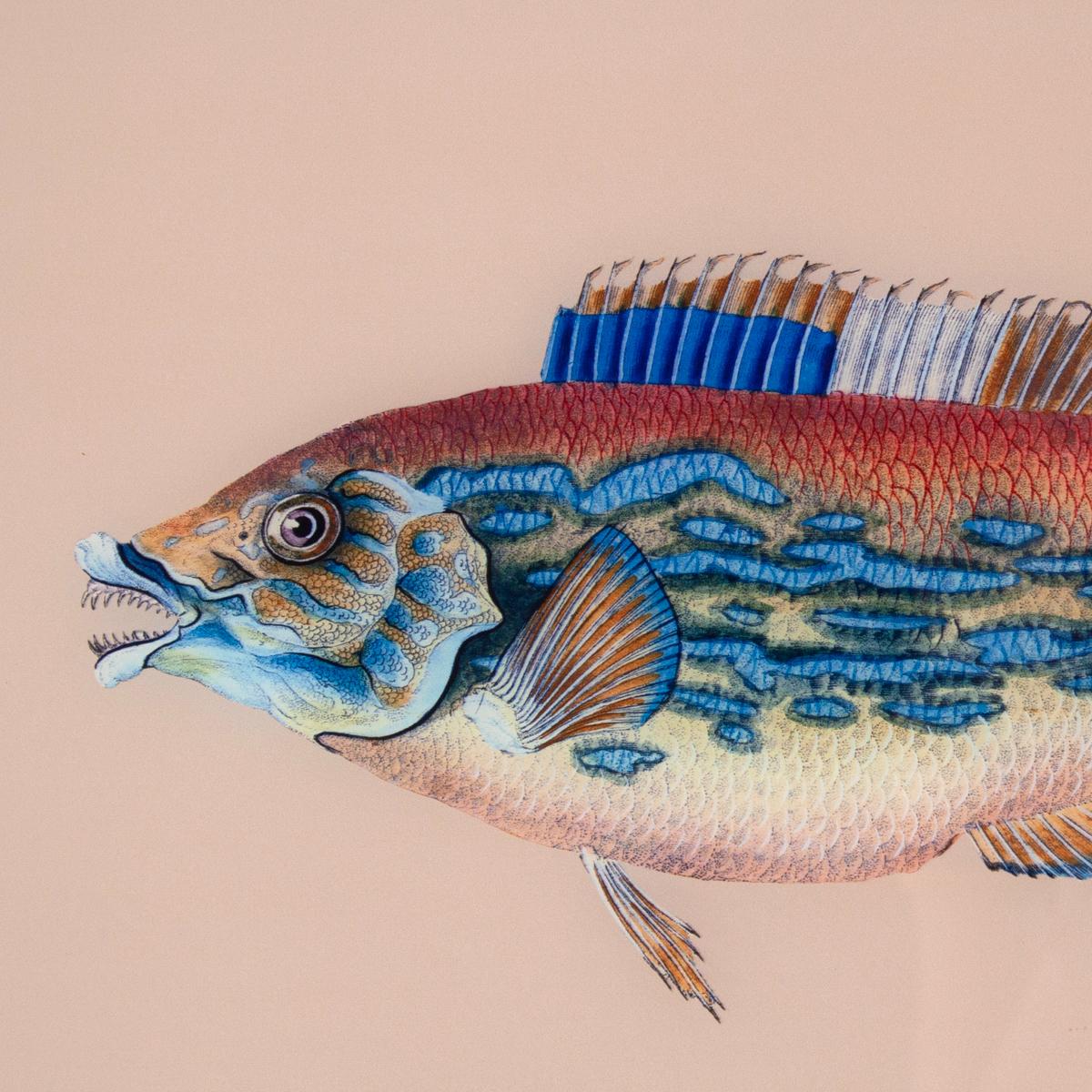 Framed Fish Print in Sand | Printed Wall Art – Scout Design Studio