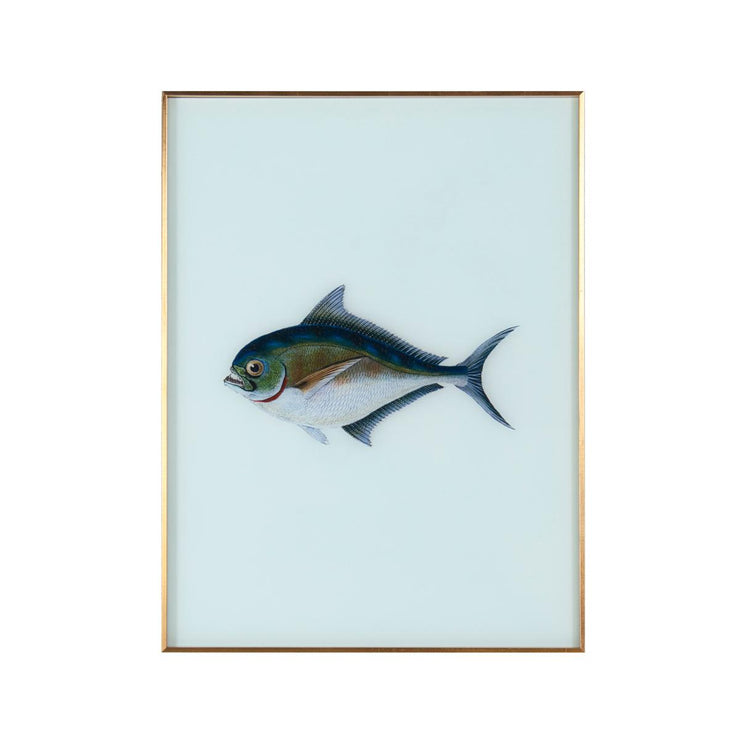 Framed Fish Print in Sea Spray | Printed Wall Art – Scout Design Studio