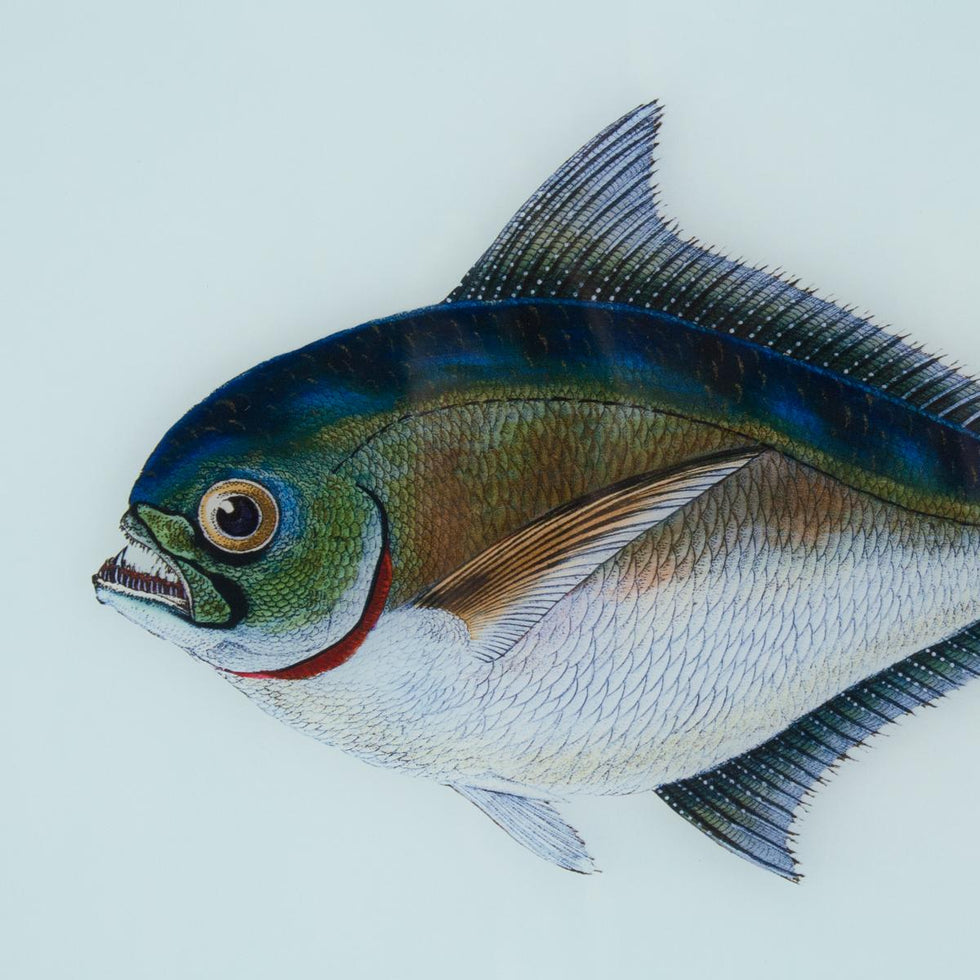 Framed Fish Print in Sea Spray | Printed Wall Art – Scout Design Studio