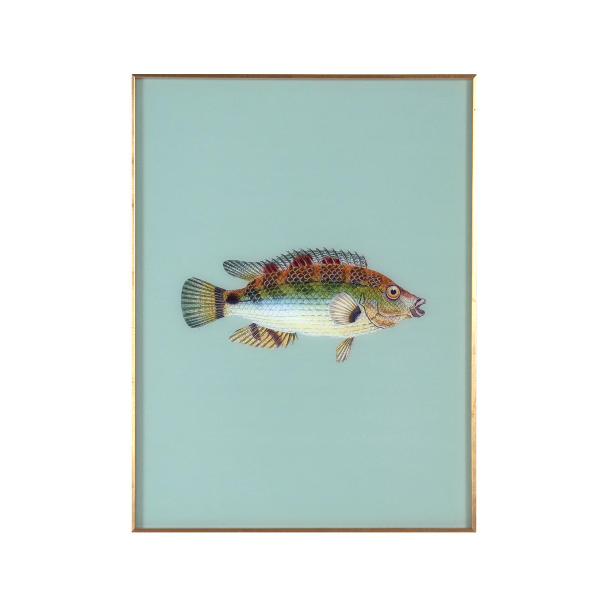 Framed Fish Print in Seagrass | Printed Wall Art – Scout Design Studio