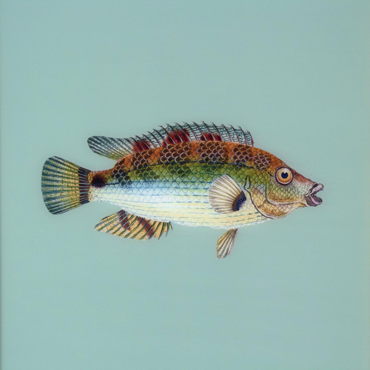 Framed Fish Print in Seagrass | Printed Wall Art – Scout Design Studio