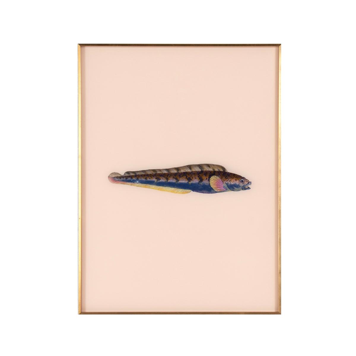 Framed Fish Print in Shell | Printed Wall Art – Scout Design Studio