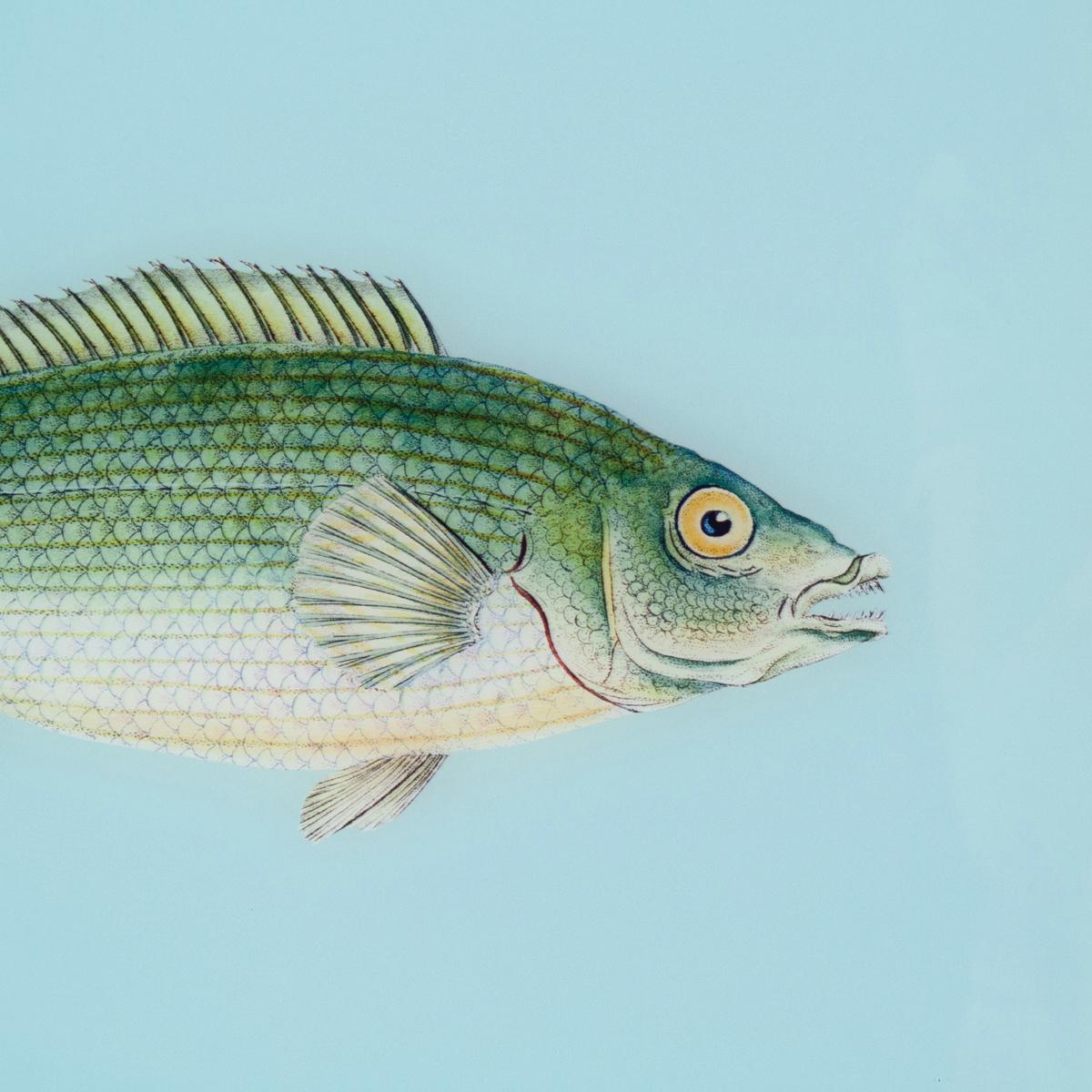 Framed Fish Print in Tide Blue | Printed Wall Art – Scout Design Studio